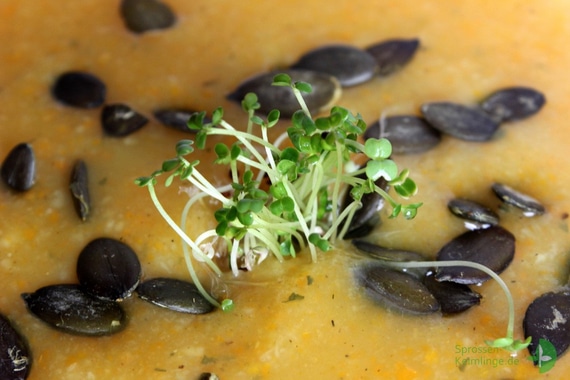 Broccoli- / Brokkolisprossen | Sprossen-Keimlinge.de